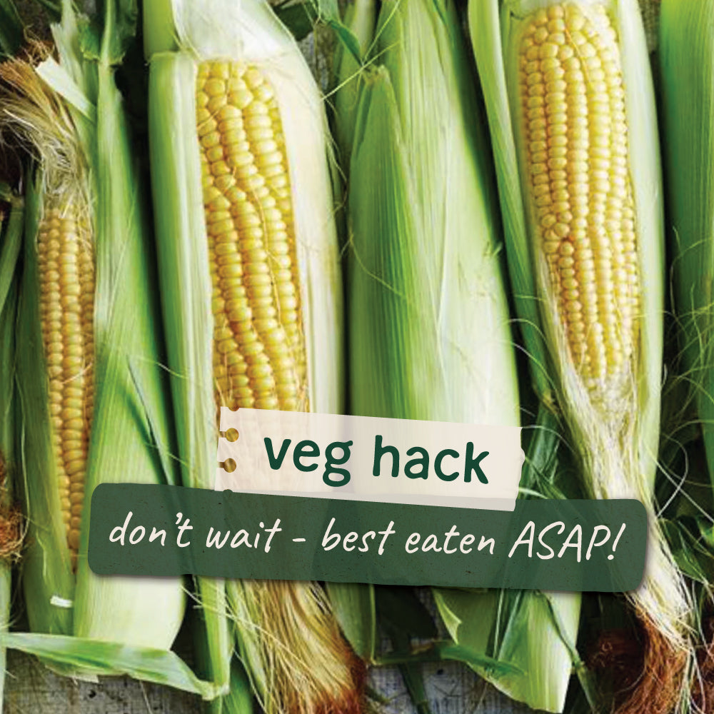 3 Reasons You Should Eat Fresh Corn ASAP!
