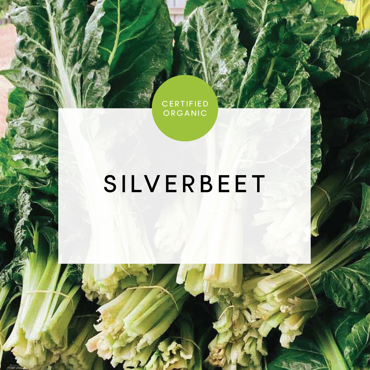 Silverbeet Bunch - (Coolibah Farm - VIC)